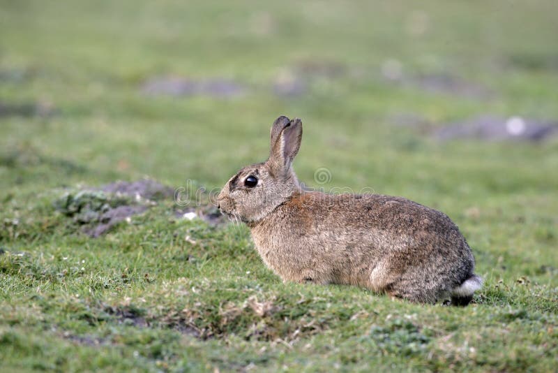 Rabbit, Oryctolagus Cuniculus Stock Image - Image of british, wildlife ...