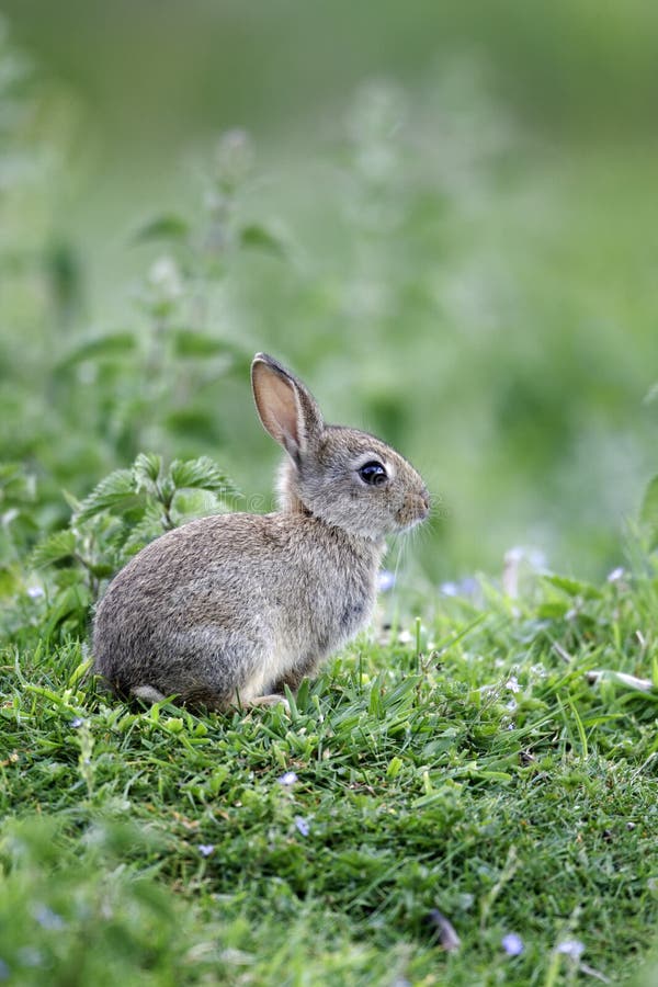 Rabbit, Oryctolagus Cuniculus Stock Image - Image of britain ...