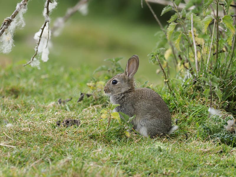Rabbit, Oryctolagus Cuniculus Stock Image - Image of britain, animal ...