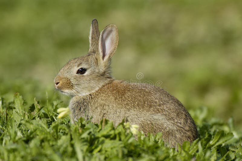 Rabbit stock photo. Image of lagomorph, britain, oryctolagus - 39693756