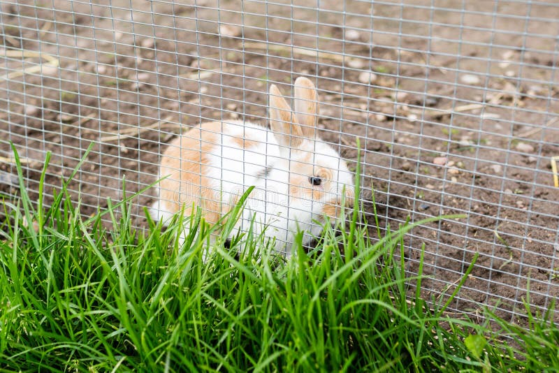 Rabbit Outdoors in Enclosure Stock Photo - Image of animals, small ...