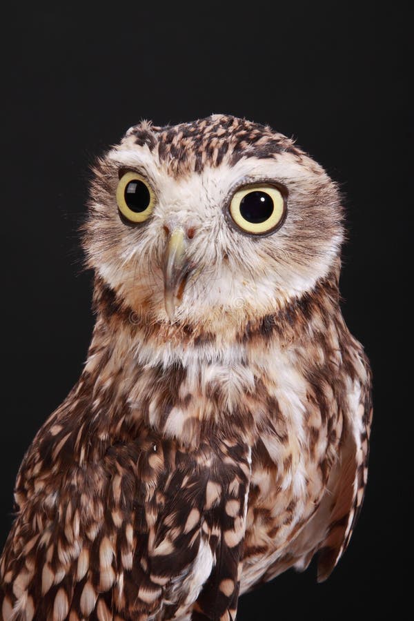 Rabbit owl stock photo. Image of natural, beak, fauna - 19914772