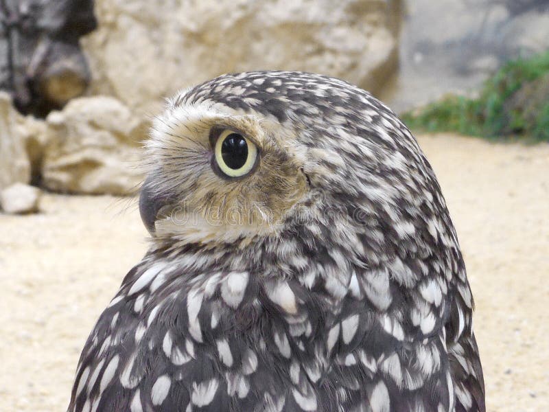 Rabbit owl stock photo. Image of bird, nature, grey, yellow - 94132274