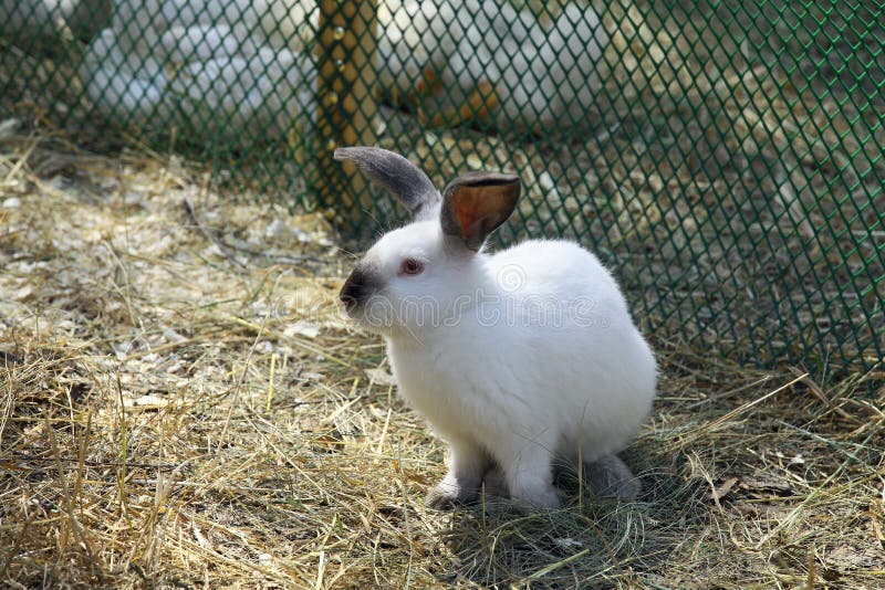 Rabbit in the paddock stock photo. Image of agriculture - 88913912