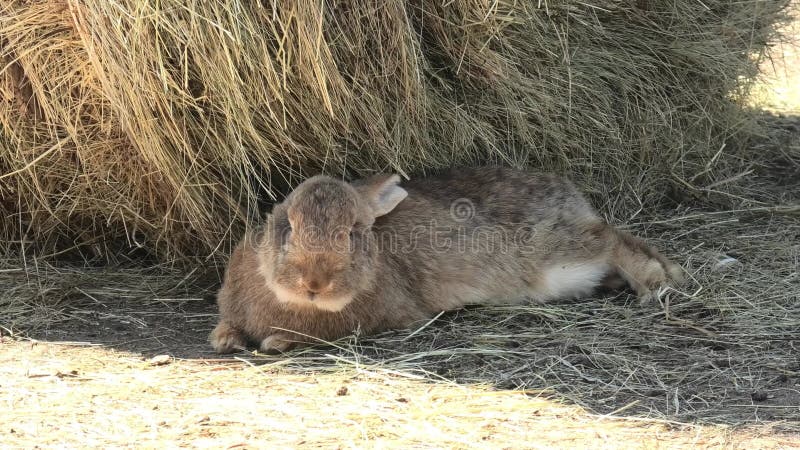 Rabbit in a paddock stock video. Video of chewing, cute - 318837853