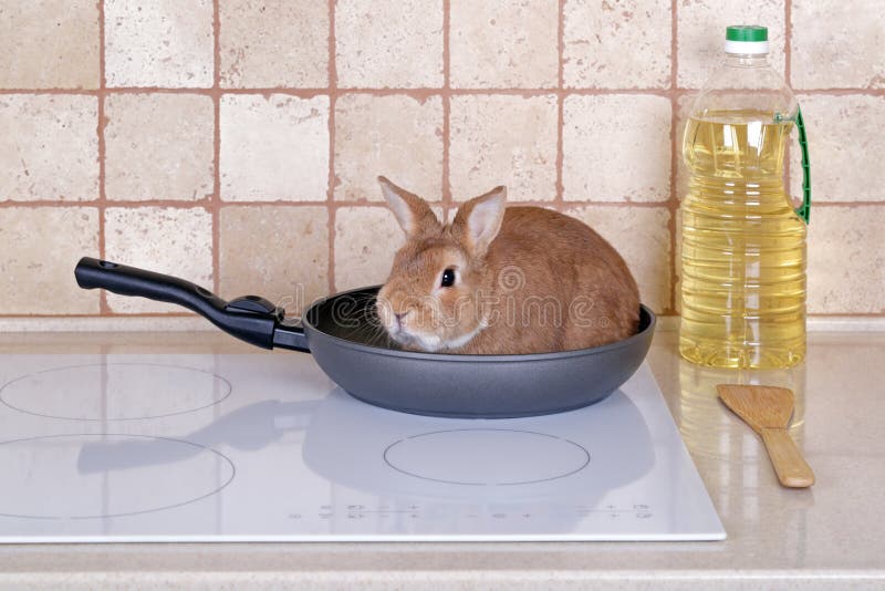 Rabbit Sitting Frying Pan Stock Photos - Free & Royalty-Free Stock ...