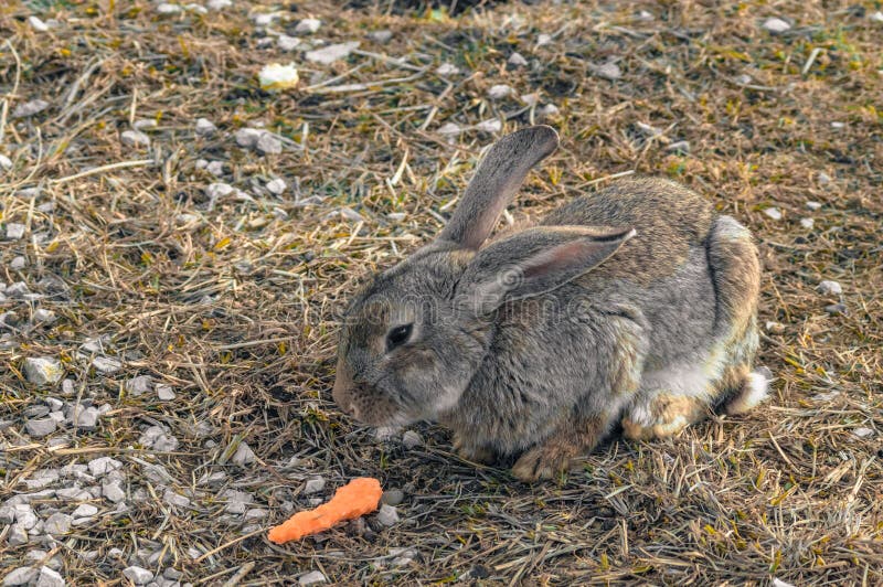Rabbit in the park stock photo. Image of daytime, natural - 140477088