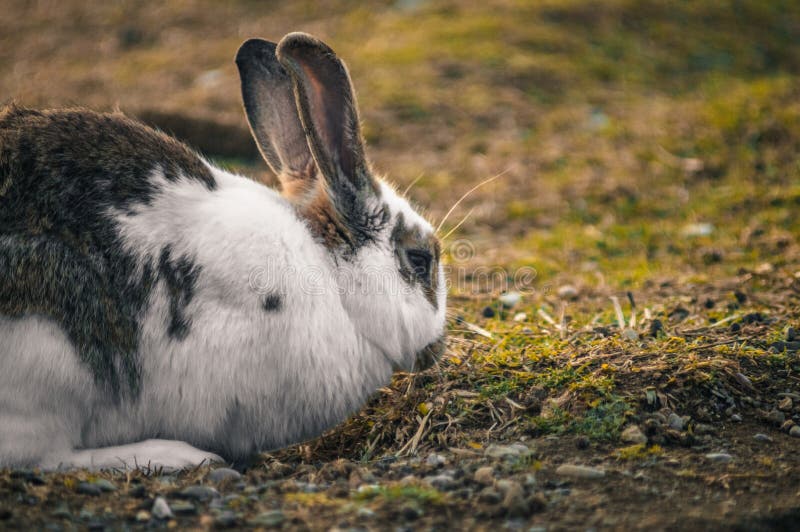 Rabbit in the park stock photo. Image of furry, herd - 140477128