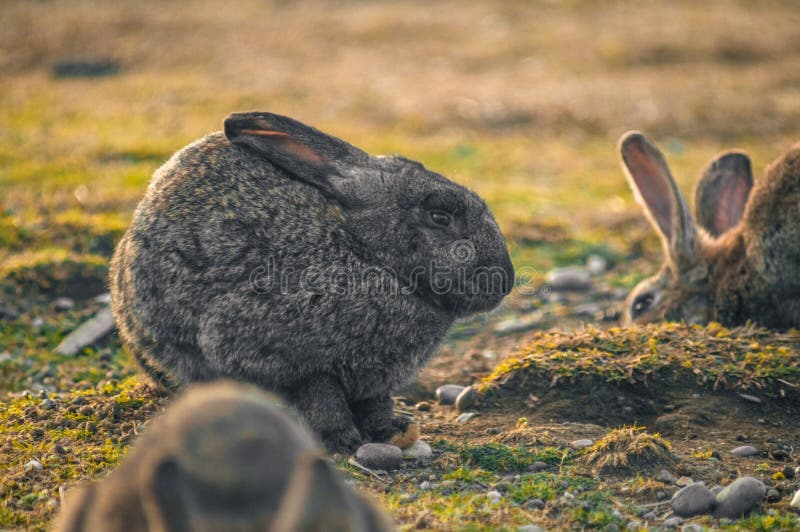 Rabbit in the park stock image. Image of field, mammal - 140477171