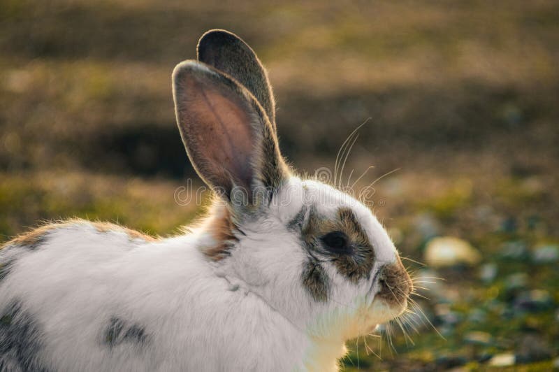Rabbit in the park stock photo. Image of outdoor, cute - 140477274