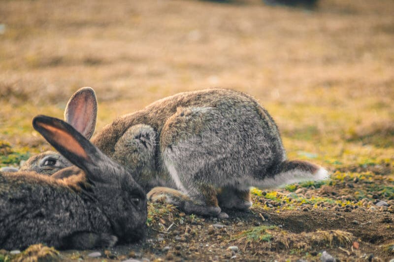 Rabbit in the park stock photo. Image of cute, herd - 140477408