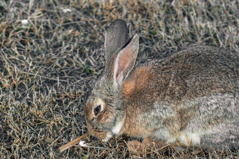 Rabbit in the Park on the Grass Stock Image - Image of grass, cute ...