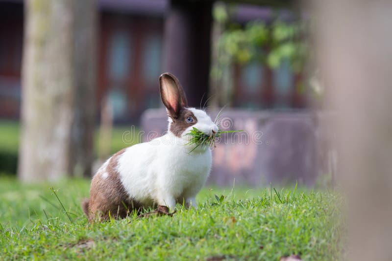 Rabbit in the park stock image. Image of grass, rabbit - 80590877