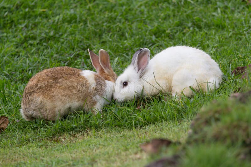 Rabbit in the park stock image. Image of field, rabbits - 80590887