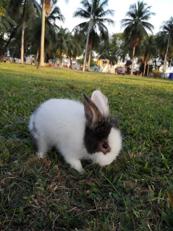 Rabbit in the Park Running Free Stock Image - Image of pasture, park ...