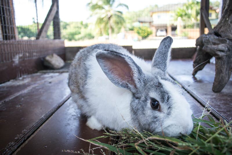 Rabbit stock image. Image of floor, face, mammal, vertebrates - 59550209