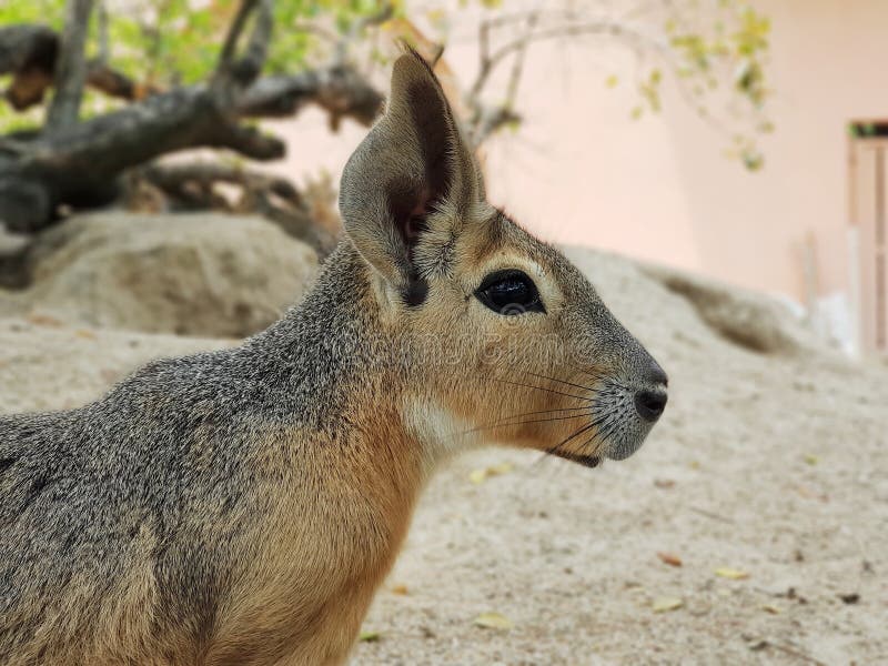 Rabbit Pets Cute Rabbit Zoo Wildlife Stock Photo - Image of cute ...