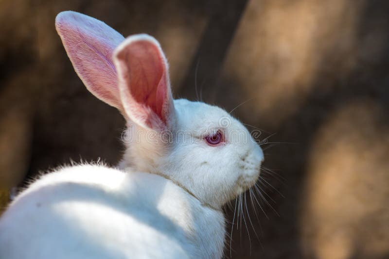 Rabbit stock photo. Image of eyes, white, animal, alone - 46385092