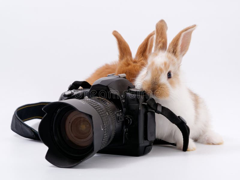 Rabbit Photographer Camera on a White Background Stock Image - Image of ...
