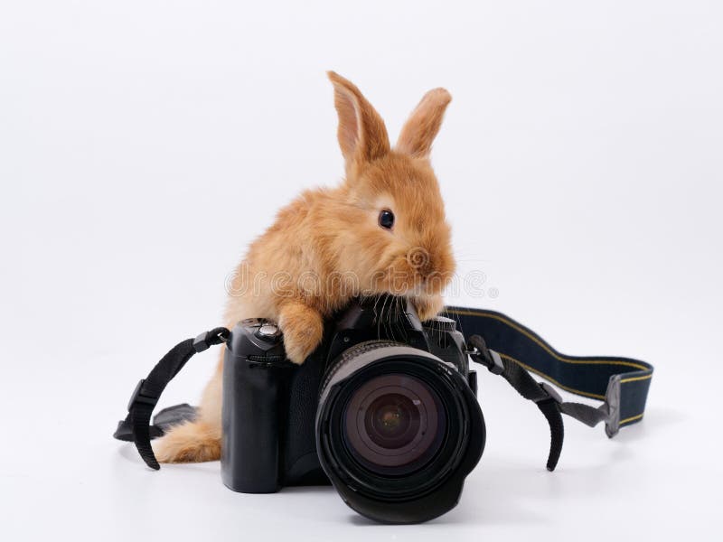 Rabbit Photographer Camera on a White Background Stock Image - Image of ...