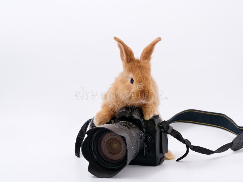 Rabbit Photographer Camera on a White Background Stock Photo - Image of ...