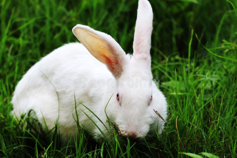 Grey rabbit stock photo. Image of life, ears, easter - 16158924
