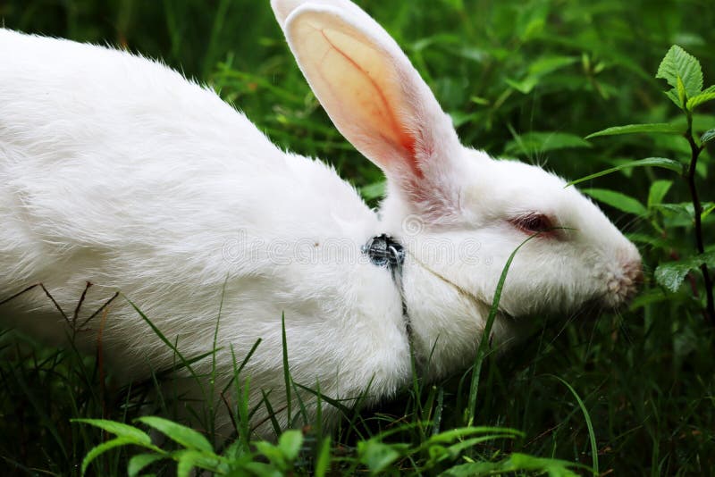 Rabbit eating grass stock photo. Image of rabbit, domestic - 194524018