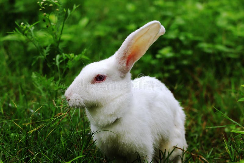 Rabbit eating grass stock photo. Image of breed, grass - 194524034
