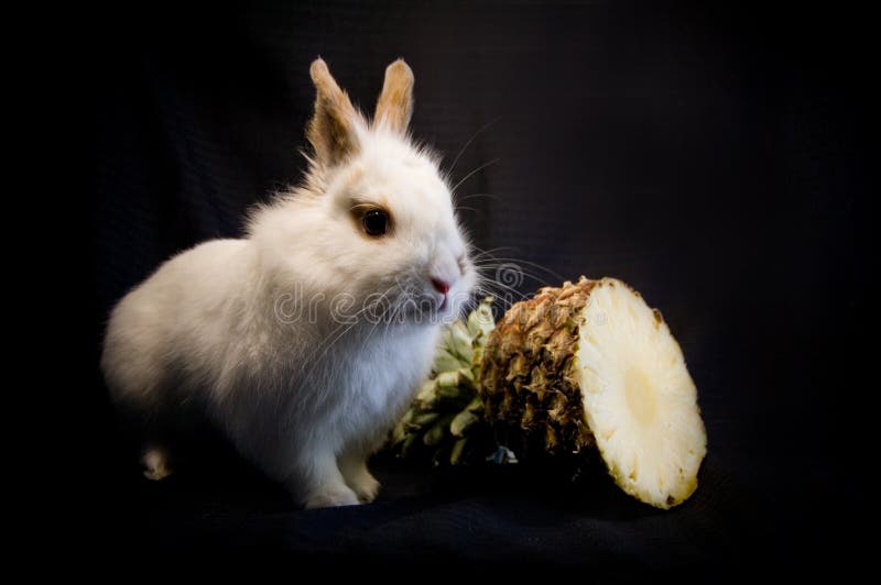 Rabbit Pineapple Stock Photos - Free & Royalty-Free Stock Photos from ...