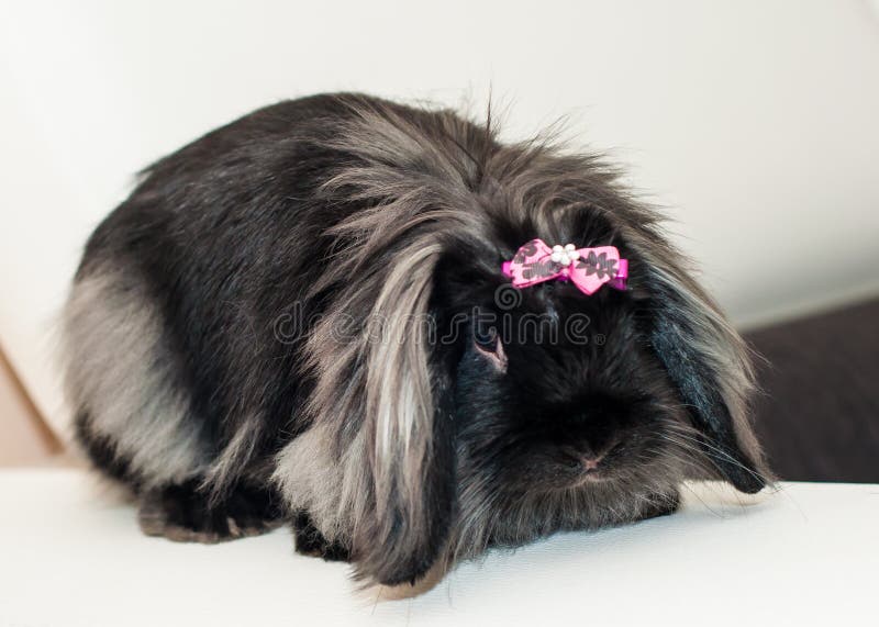 Angora rabbit stock photo. Image of cuddly, enjoy, face - 49655244