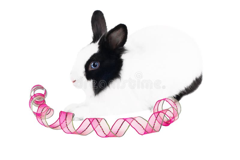 Rabbit with pink ribbon stock photo. Image of festival - 16374086