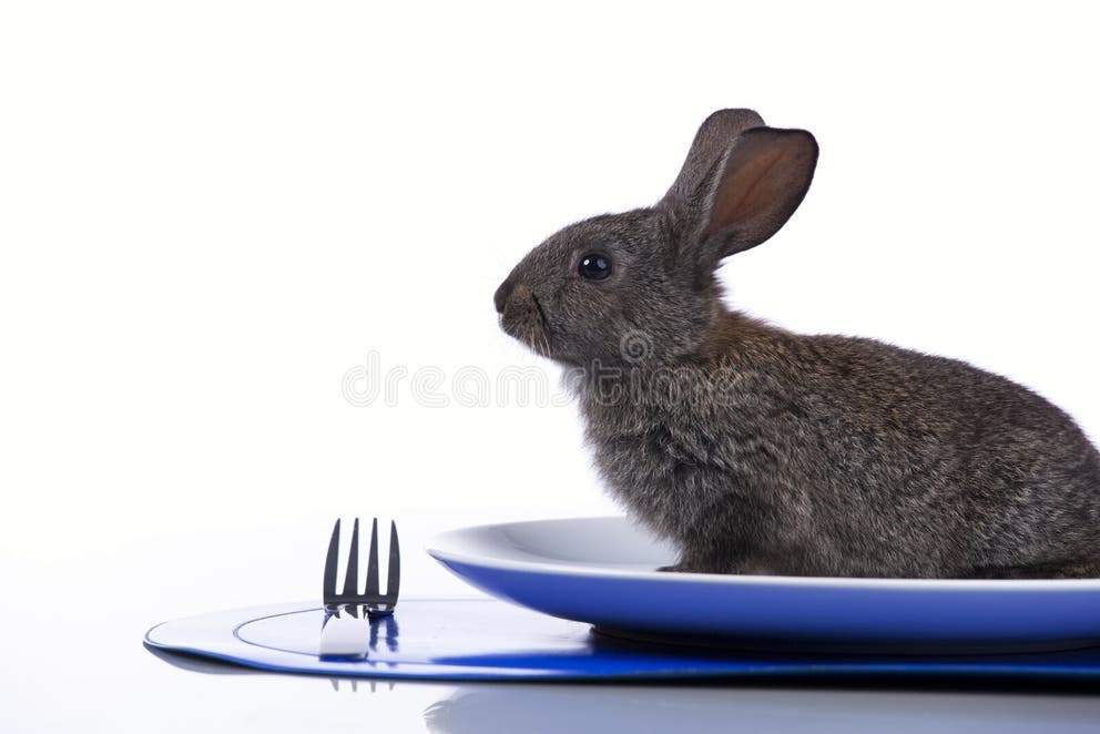 Rabbit in a plate stock image. Image of animal, fluffy - 19618139