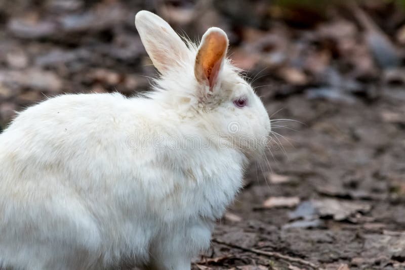 Rabbit Playing and Hopping Around in Straw Stock Image - Image of ...