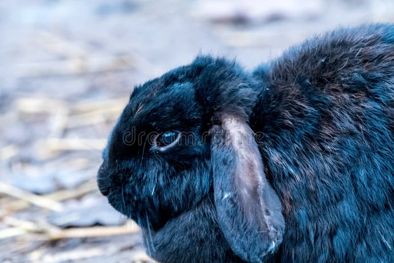 Rabbit Playing and Hopping Around in Straw Stock Photo - Image of ...