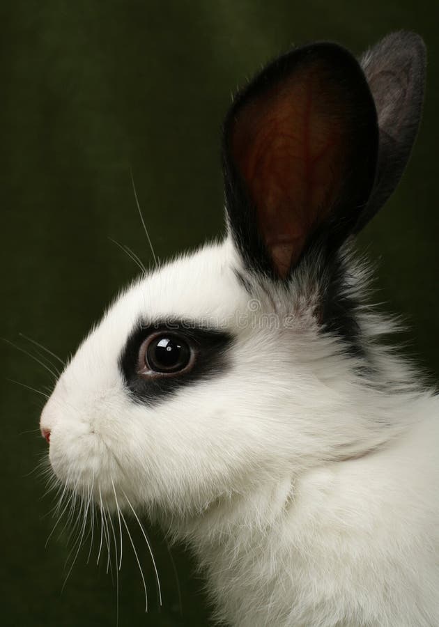 Rabbit portrait stock image. Image of detail, cute, domestic - 4169901