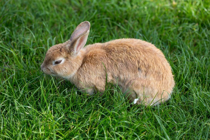 Jack Rabbit Farm Stock Photos - Free & Royalty-Free Stock Photos from ...