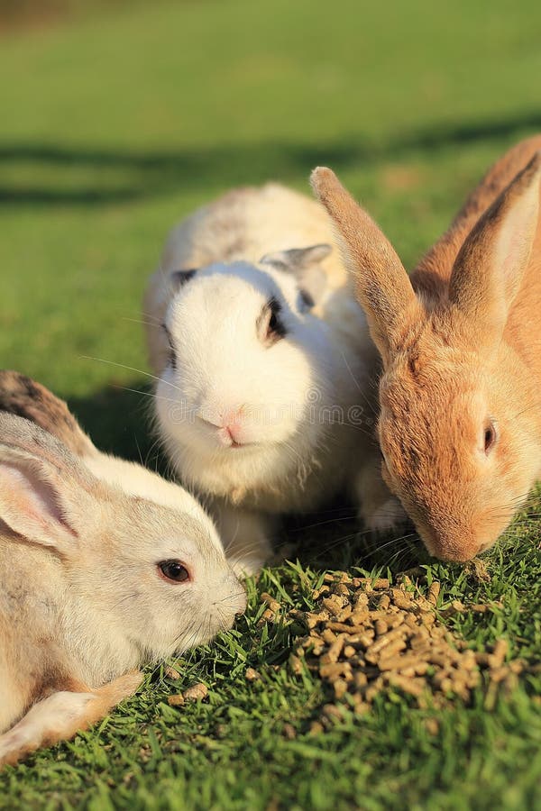 Rabbit stock photo. Image of closeup, cute, mammal, grass - 35894352