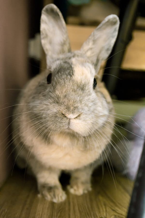 Rabbit Portrait Looking Frontwise To the Viewer in Room Stock Image ...