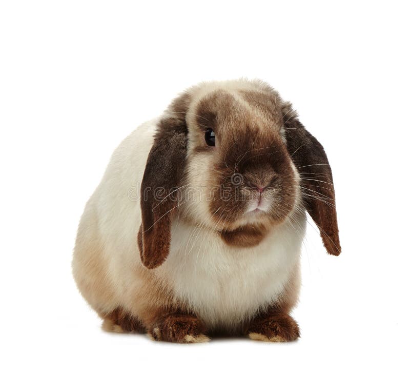 Side View of a Holland Lop Rabbit Isolated on White Stock Photo - Image ...