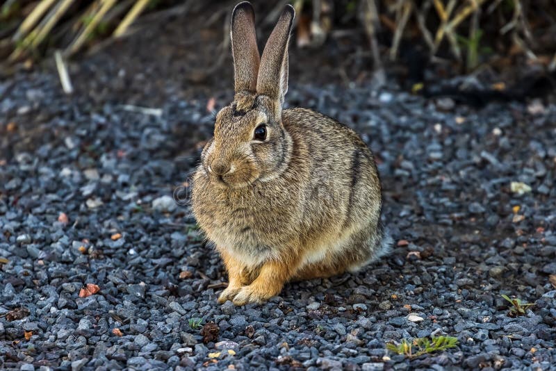 A Rabbit Poses stock photo. Image of ambient, plant - 251141404