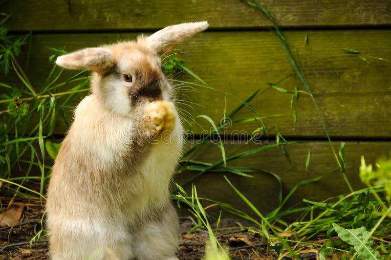 Rabbit Seeming Stock Photos - Free & Royalty-Free Stock Photos from ...