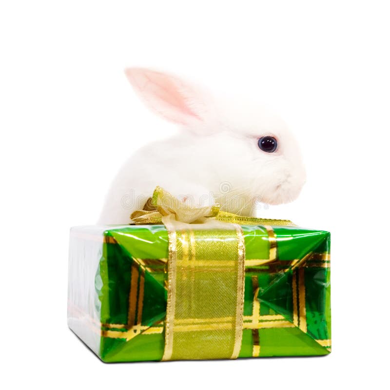 Rabbit in box stock photo. Image of lepus, fluffy, event - 15633162