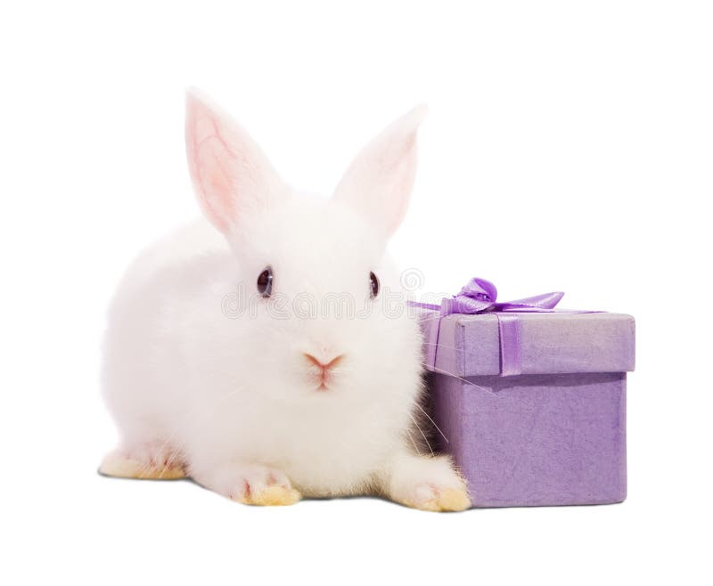 Rabbit on present stock photo. Image of rabbits, easter - 12995168