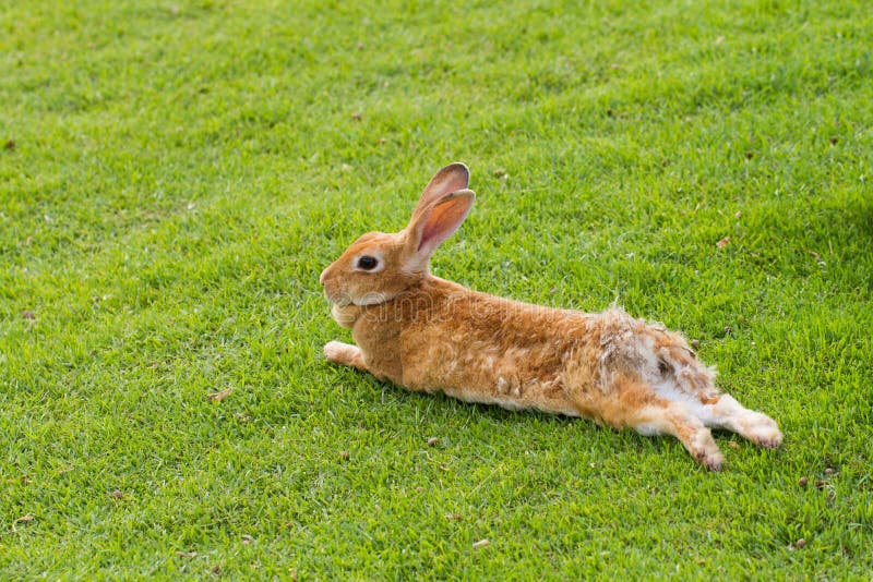 Pious Tibet Prayer in Jokhang Temple Editorial Stock Image - Image of ...