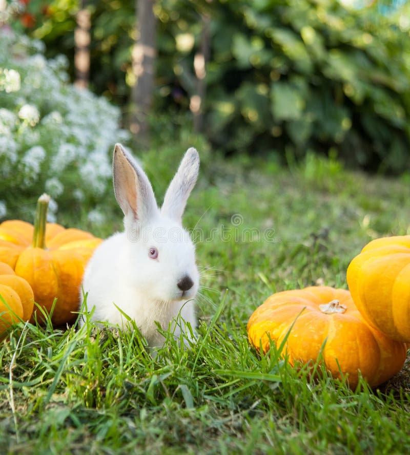 Rabbit with Pumpkin on the Grass Stock Photo - Image of lepus, farming ...