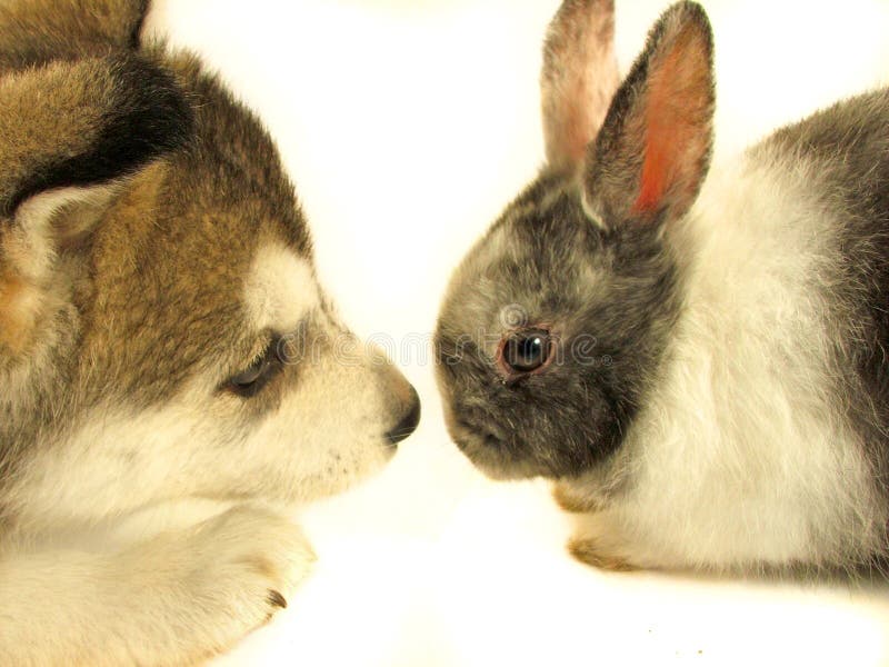 Rabbit and puppy stock photo. Image of pair, rodent, pedigree - 1892588