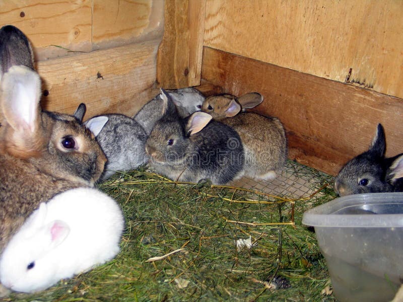 Rabbit in Quebec. Canada, North America. Stock Photo - Image of park ...