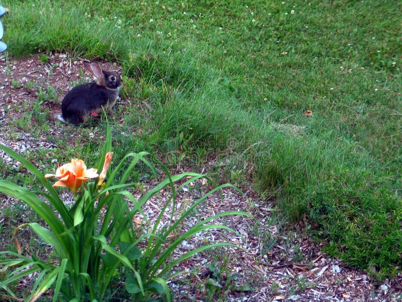 Rabbit Quebec Canada North America Stock Photos - Free & Royalty-Free ...