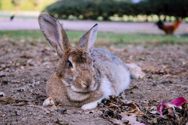 Rabbit. stock image. Image of adorable, hare, beautiful - 127842093