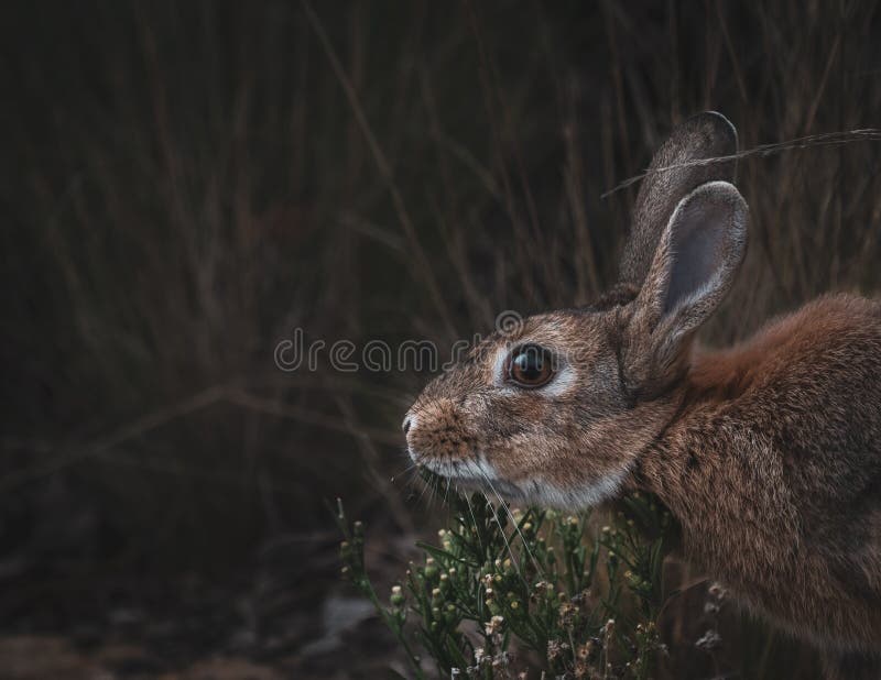 Rabbit stock image. Image of matt, ears, animal, green - 224936755